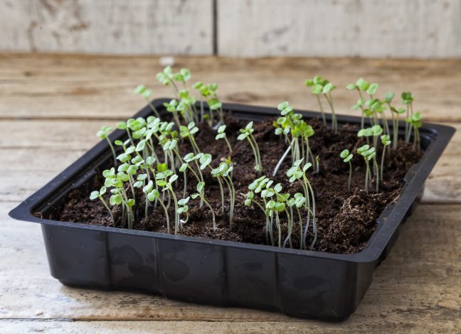 Growing Vegetables With Children - Kids Do Gardening