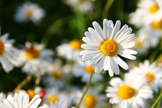 Garden plants that are safe for children - Kids Do Gardening