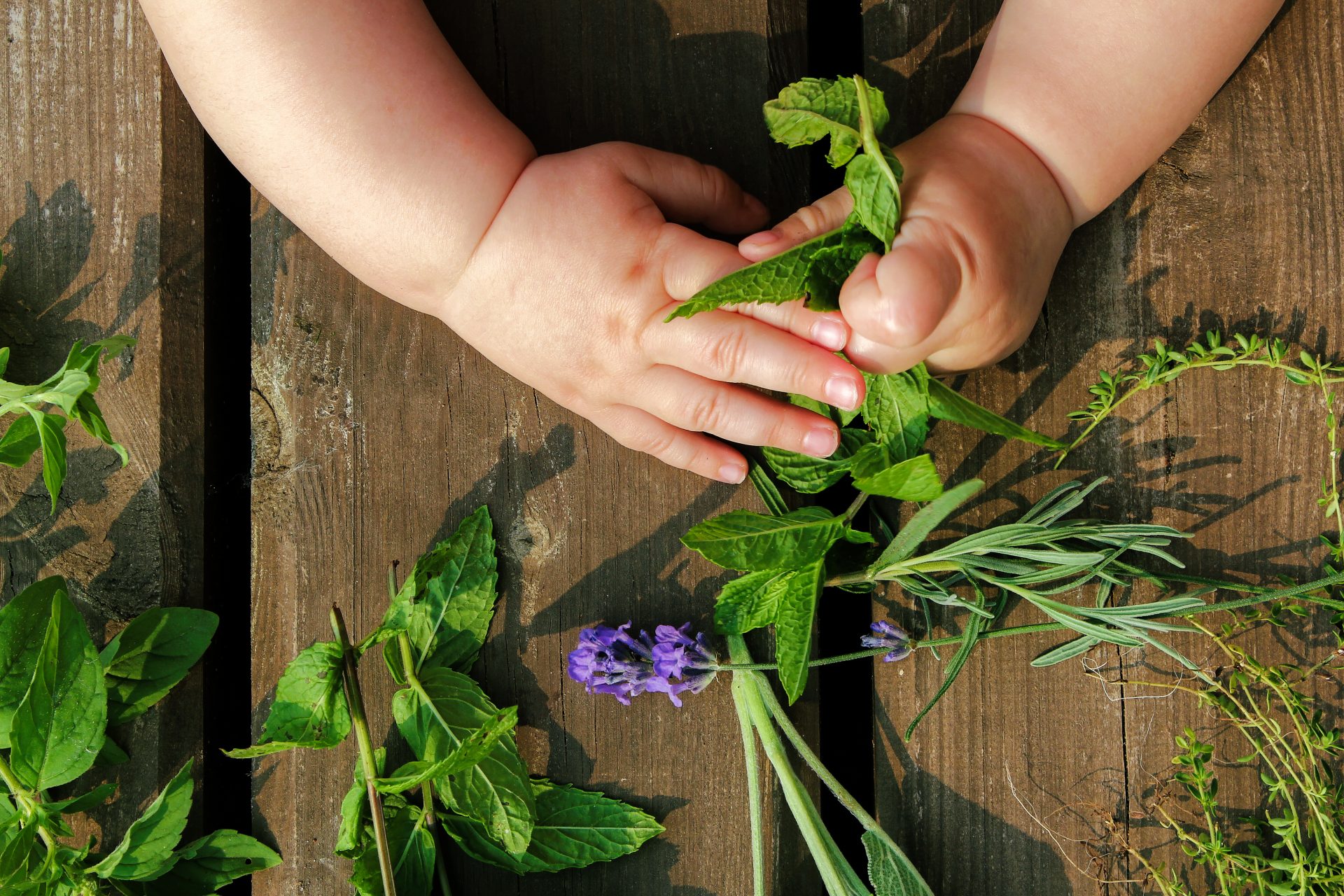 Growing Herbs with Children - Kids Do Gardening