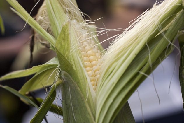 How to grow sweetcorn - Kids Do Gardening
